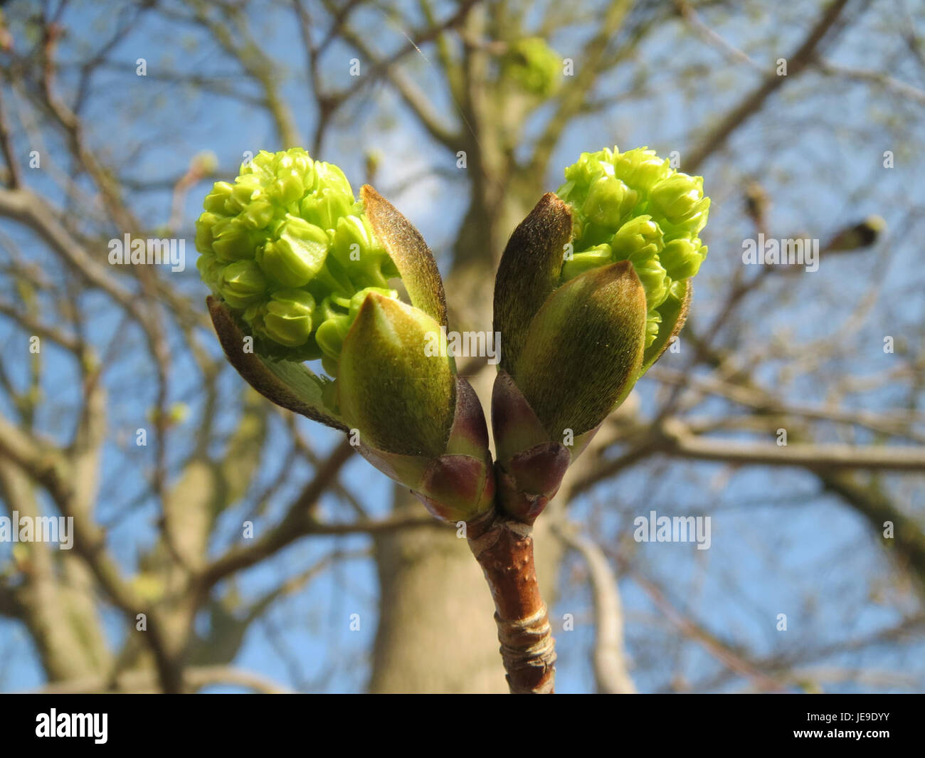 Acer platanoides, commonly known as the Norway maple, is a species of ...
