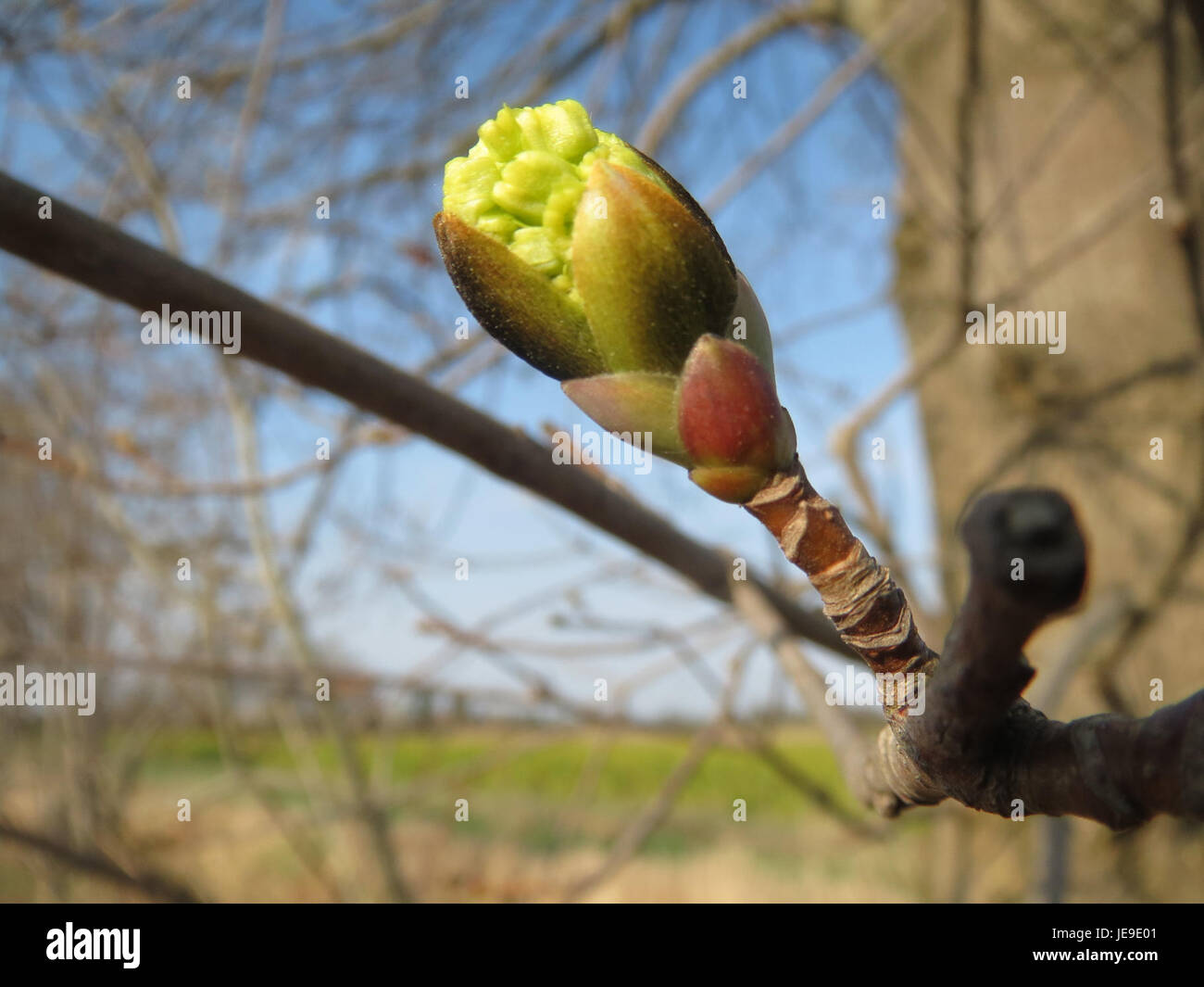 Acer platanoides, commonly known as the Norway maple, is a species of ...