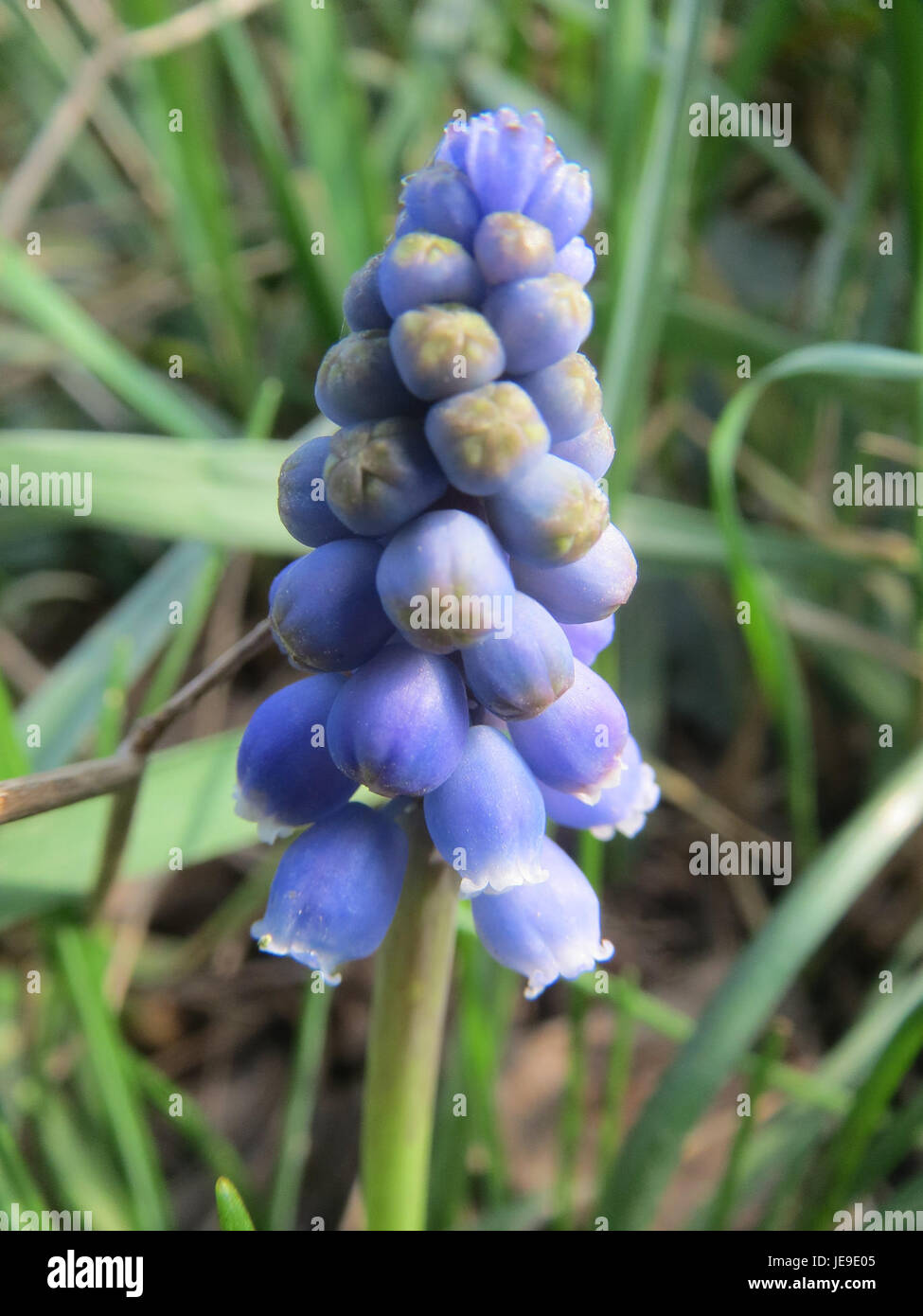 Muscari armeniacum, commonly known as grape hyacinth, is a perennial ...