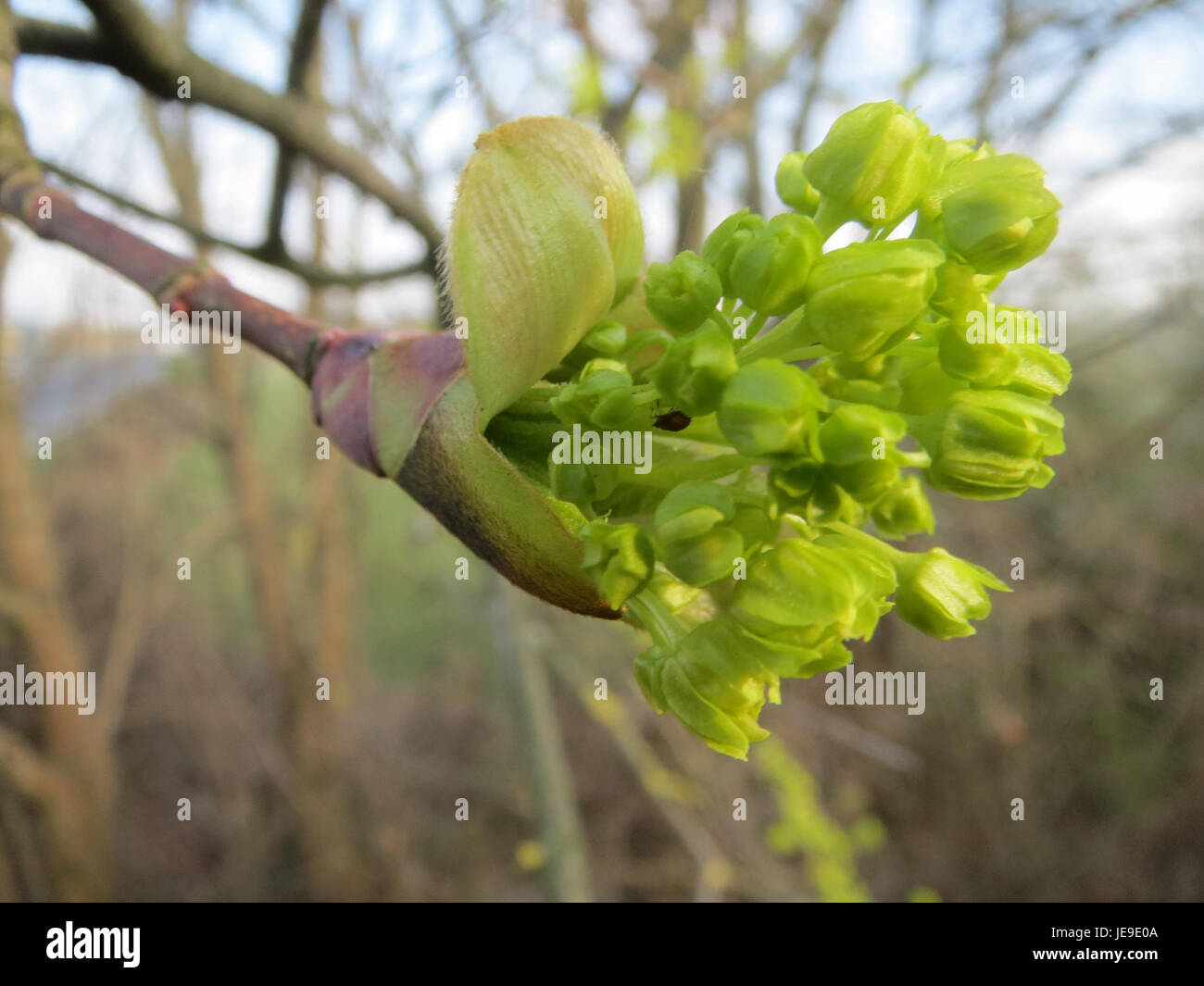 Acer platanoides, also known as the Norway maple, is a fast-growing ...