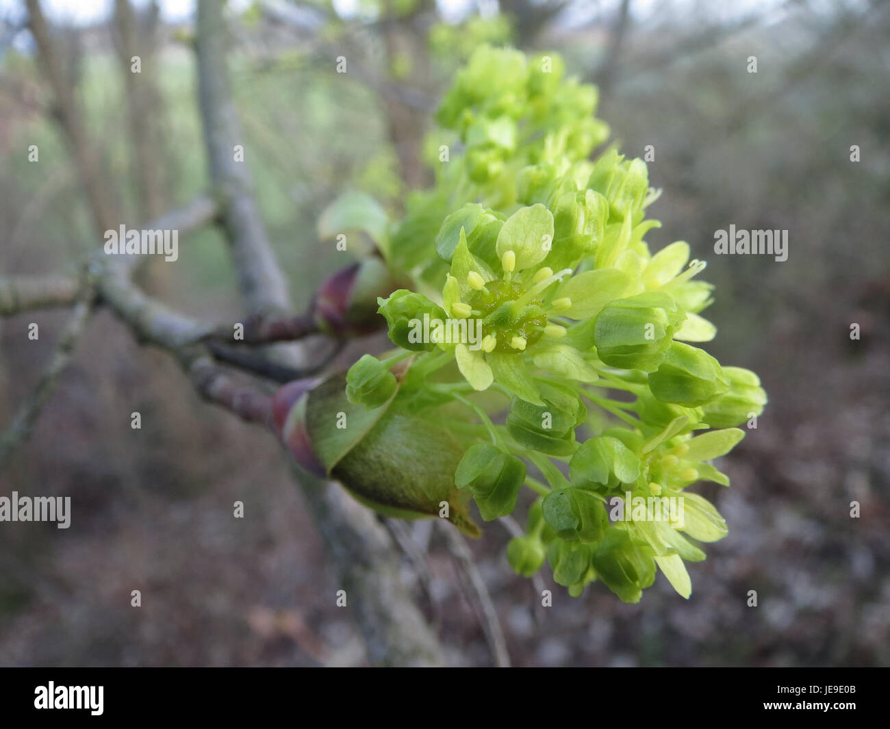 Acer platanoides, commonly known as the Norway maple, is a species of ...
