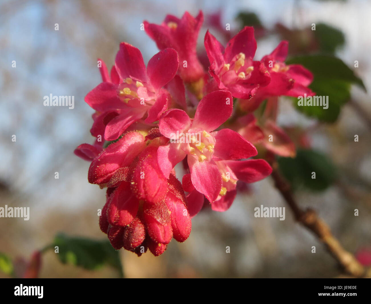 A botanical photograph of 'Ribes sanguineum', also known as the ...