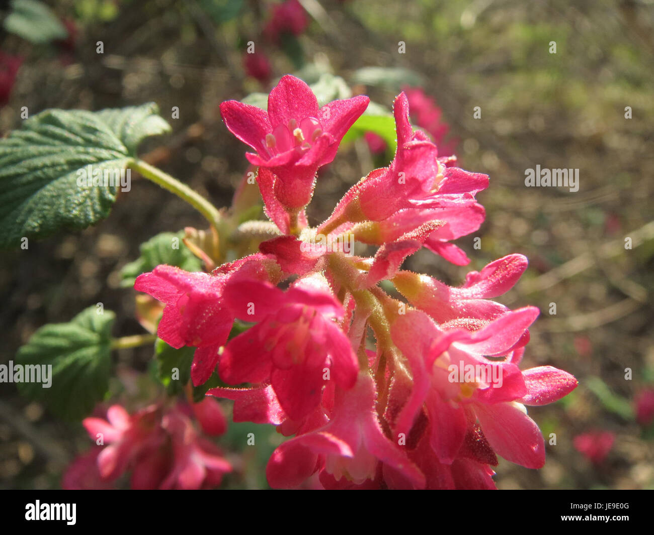 Ribes sanguineum, commonly known as red-flowered currant, is a shrub ...