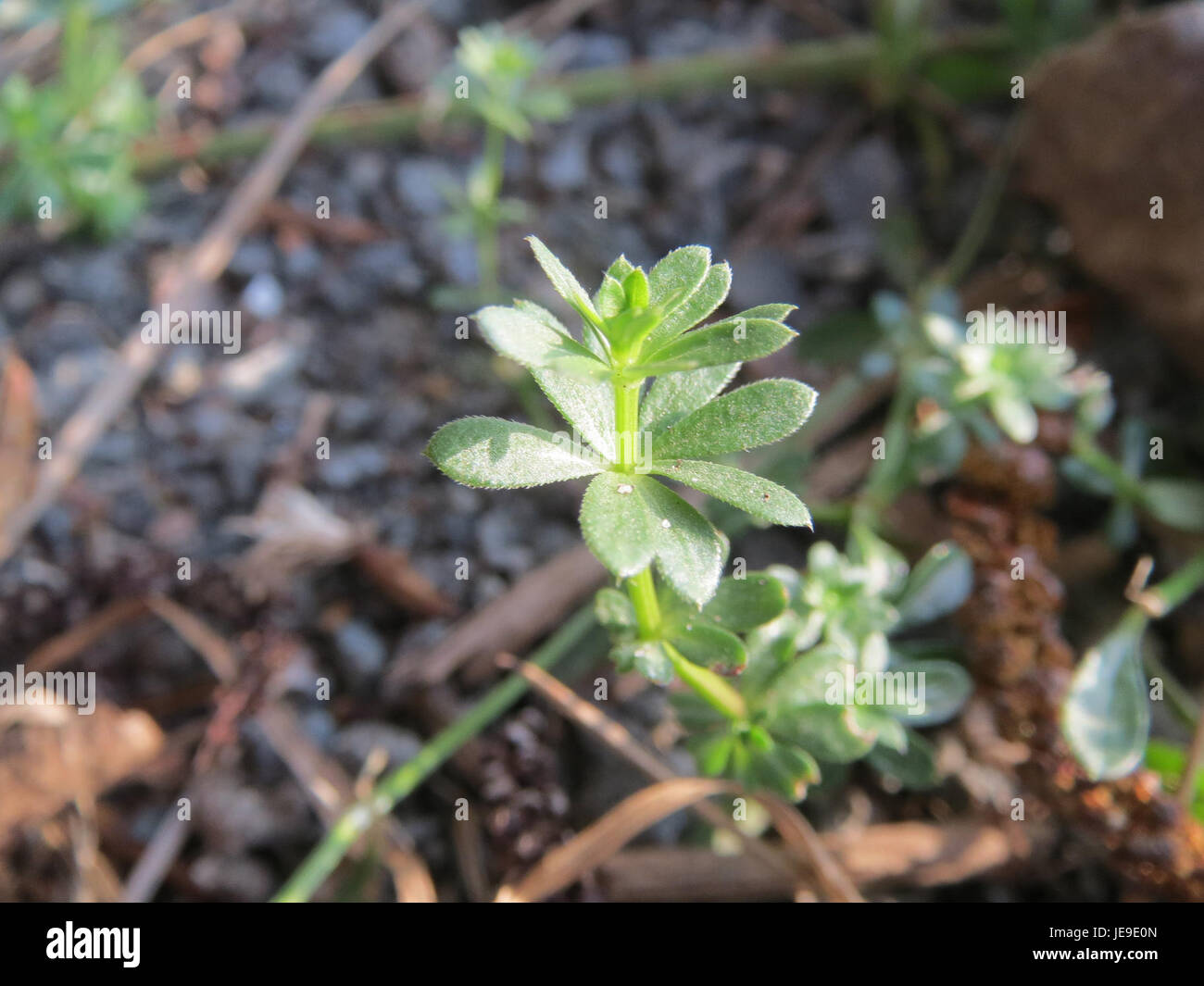Hedge bedstraw habitat hi-res stock photography and images - Alamy
