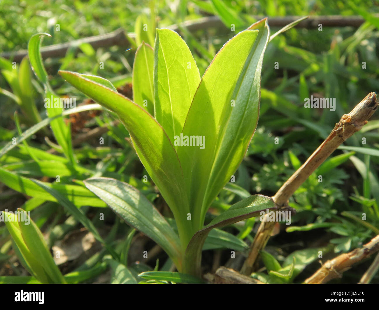 Impatiens glandulifera, commonly known as Himalayan balsam, is an ...
