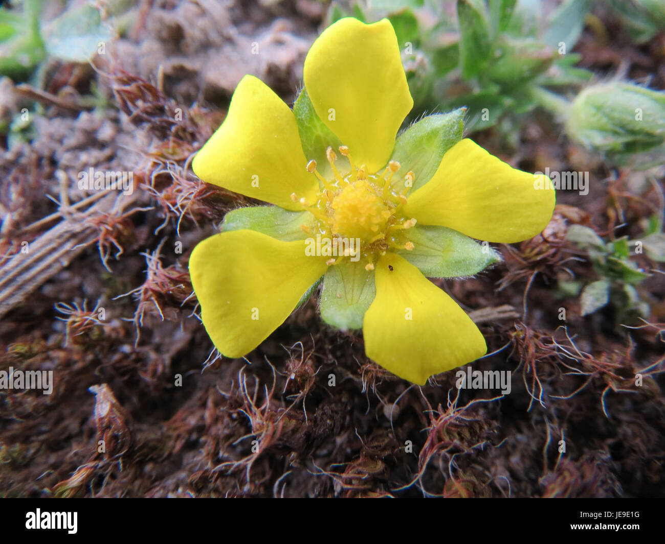 *Potentilla neumanniana*, also known as Neumann’s cinquefoil, is ...