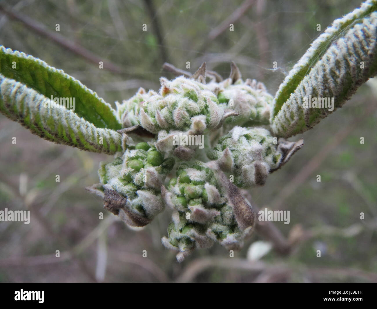 *Viburnum lantana*, commonly known as wayfaring tree, is a shrub native ...