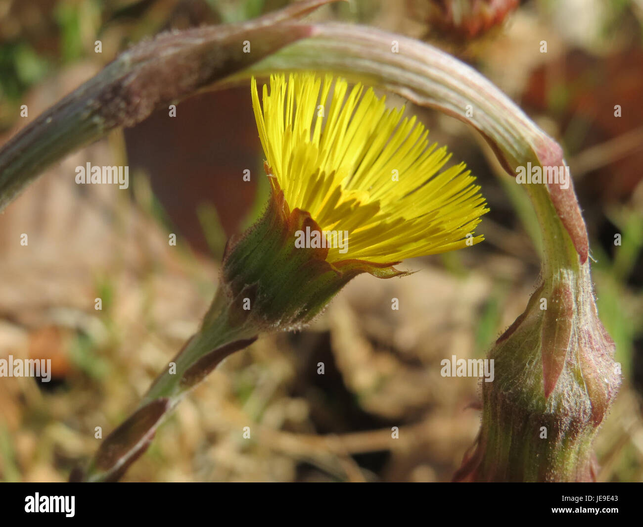 Coltsfoot tussilago farfara spring wildflowers hi-res stock photography ...