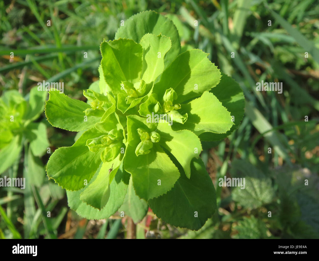 This image features Euphorbia helioscopia, commonly known as sun spurge ...