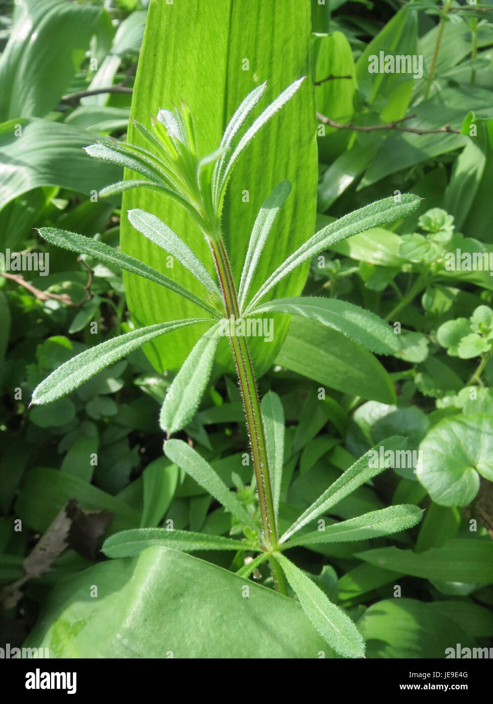 Cleavers plant hi-res stock photography and images - Alamy