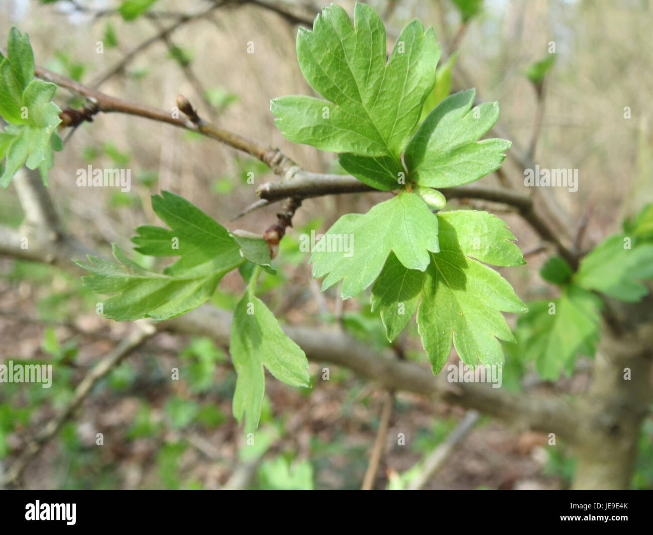 Crataegus monogyna, commonly known as the hawthorn, is a small tree or ...