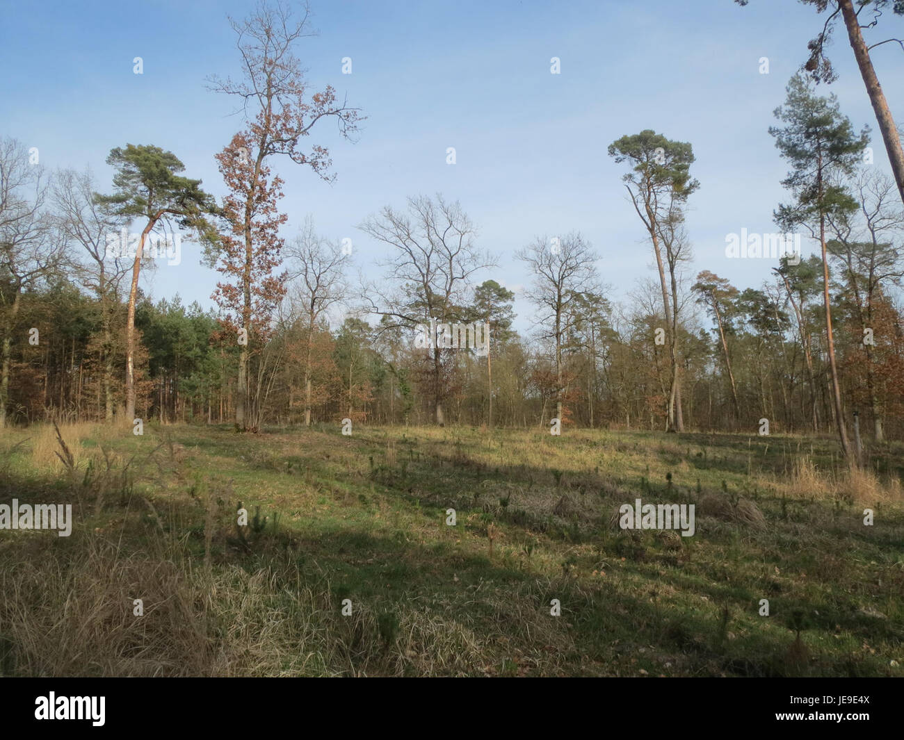 20140319Duene Schwetzinger Hardt Stock Photo - Alamy