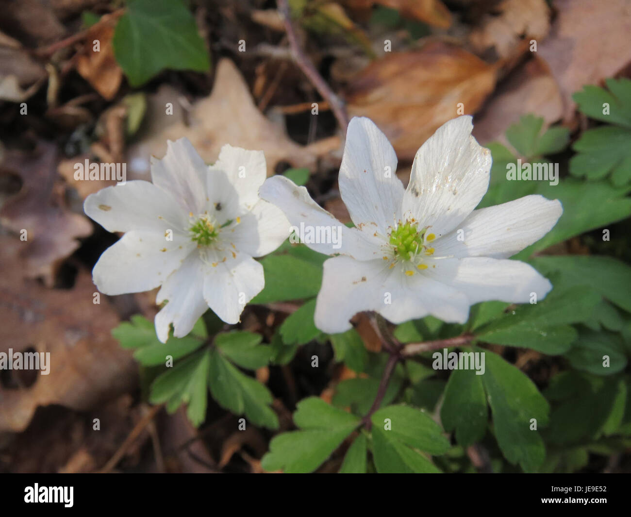 Anemone nemorosa, commonly known as wood anemone, is a perennial ...