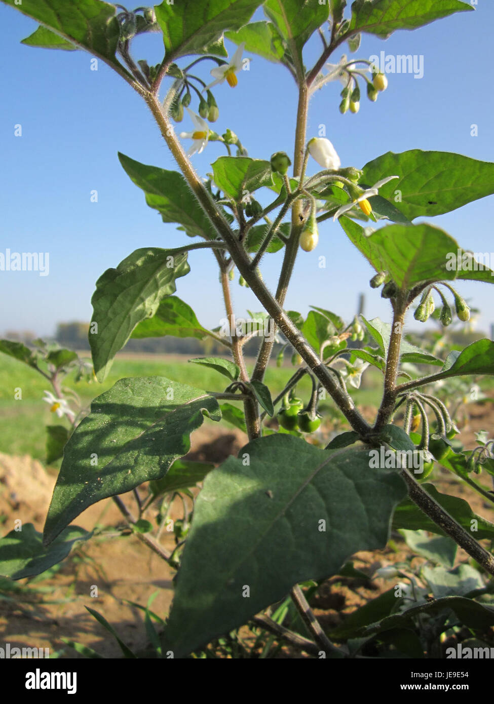 This image, taken on October 21, 2012, shows the scenic Hockenheimer ...