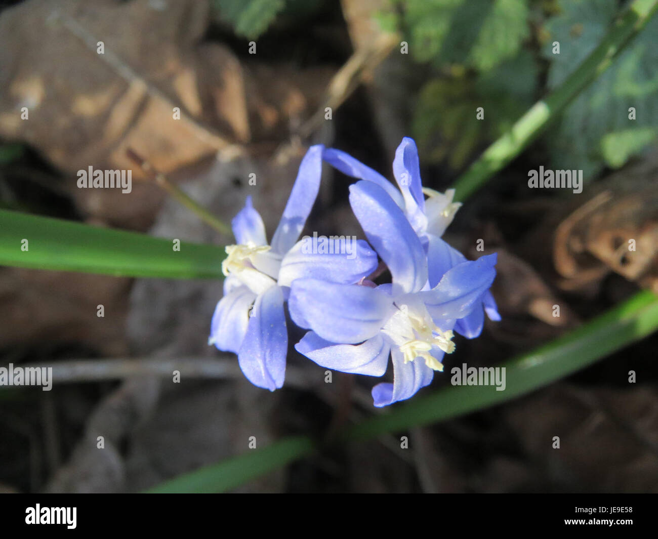 This image features a Scilla luciliae flower, commonly known as a ...