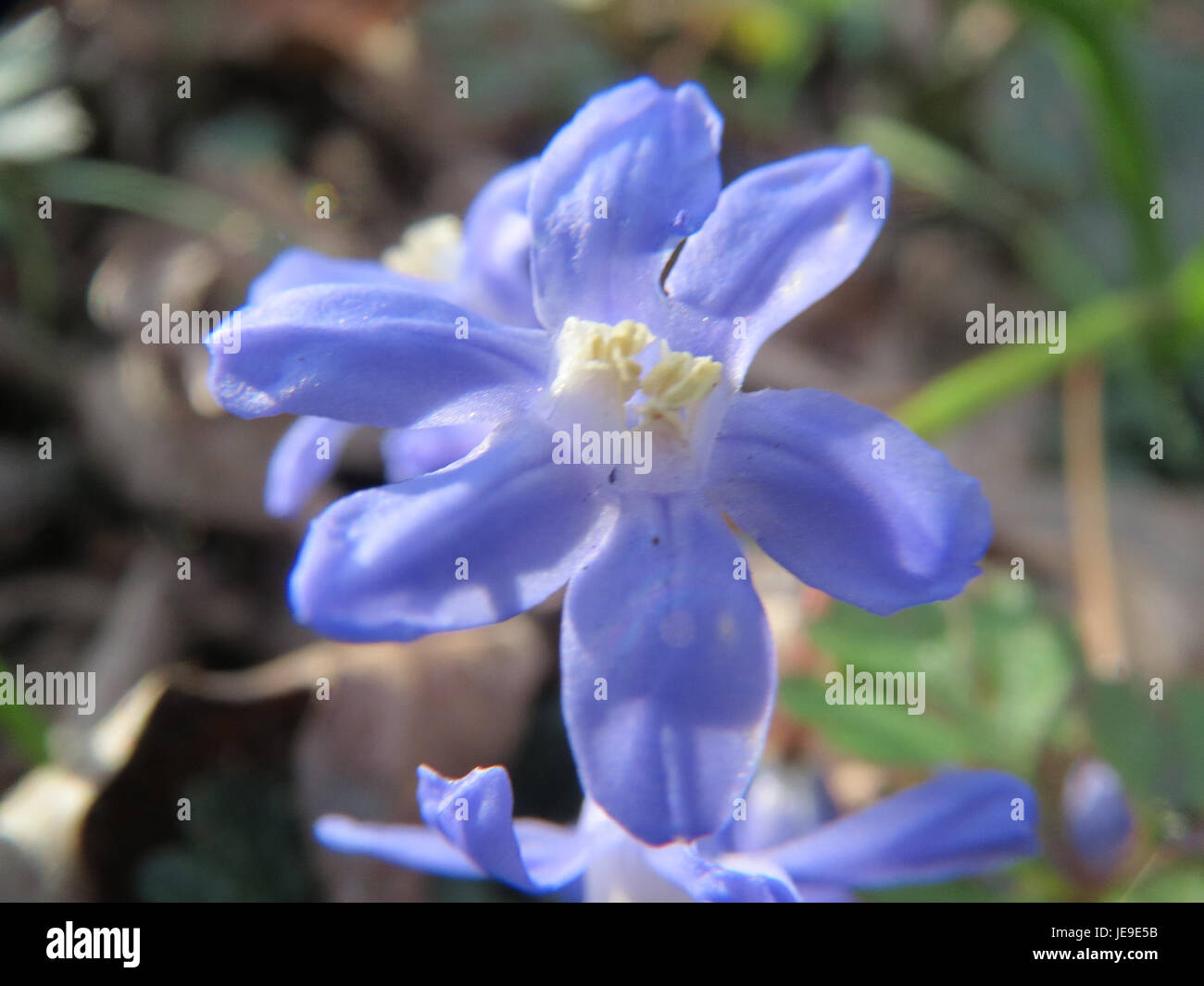 Scilla luciliae, commonly known as the bluebell, is a perennial plant ...