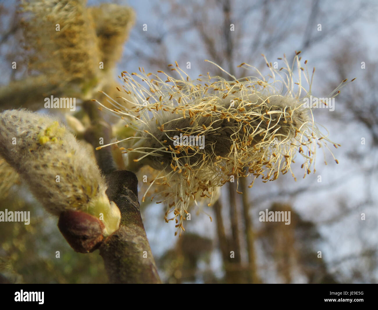 Goat willow tree salix hi-res stock photography and images - Alamy