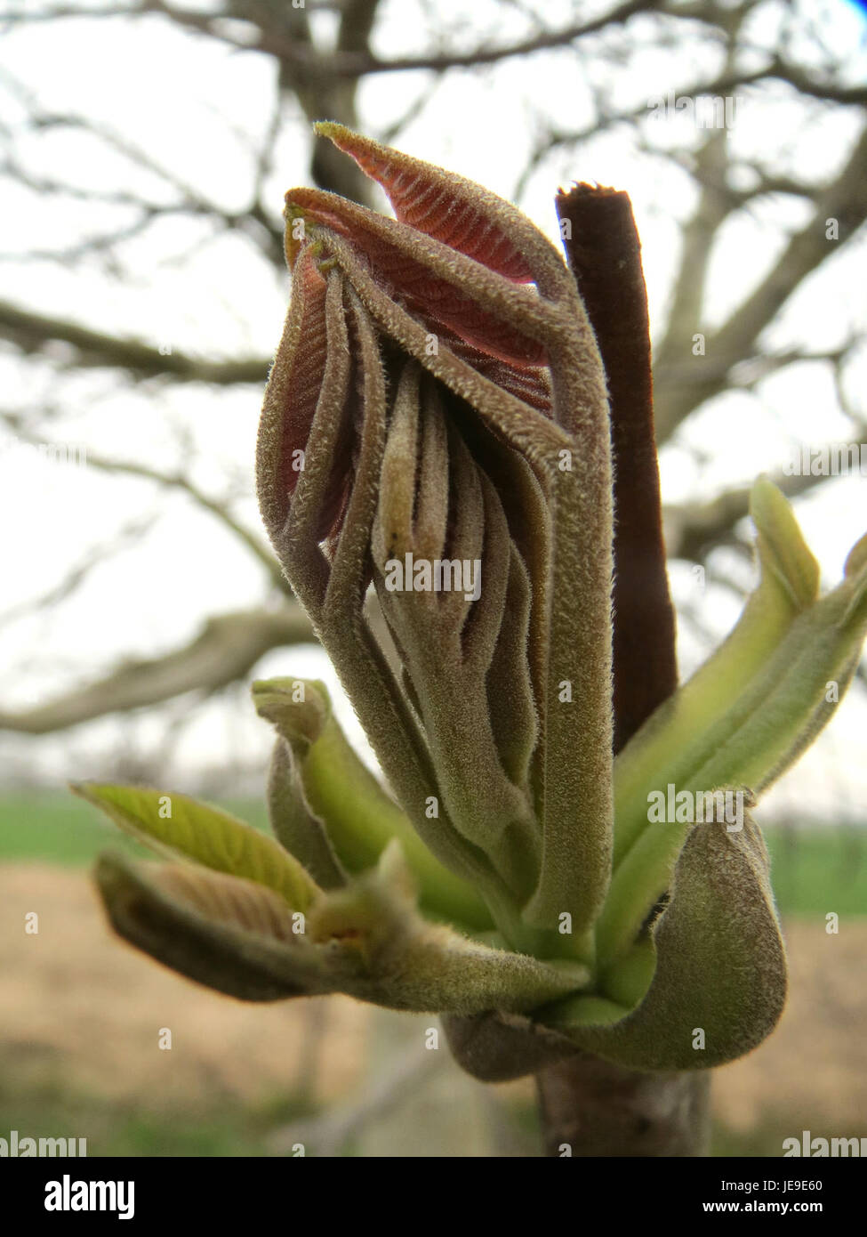 This image features a Juglans regia, or English walnut tree, which is ...