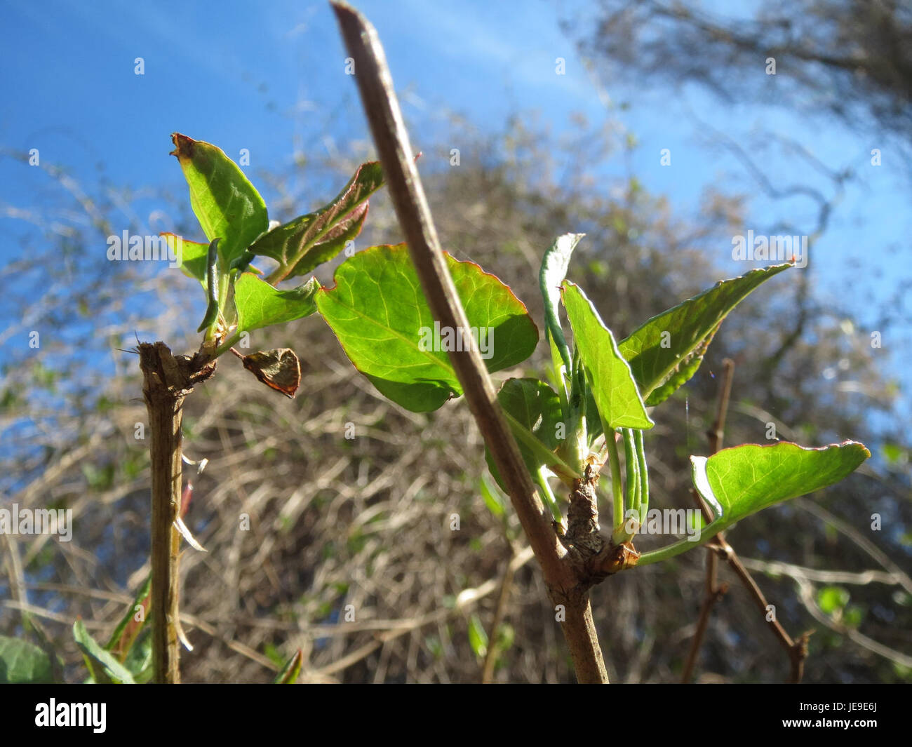 Fallopia baldschuanica, commonly known as the Bukhara knotweed, is a ...