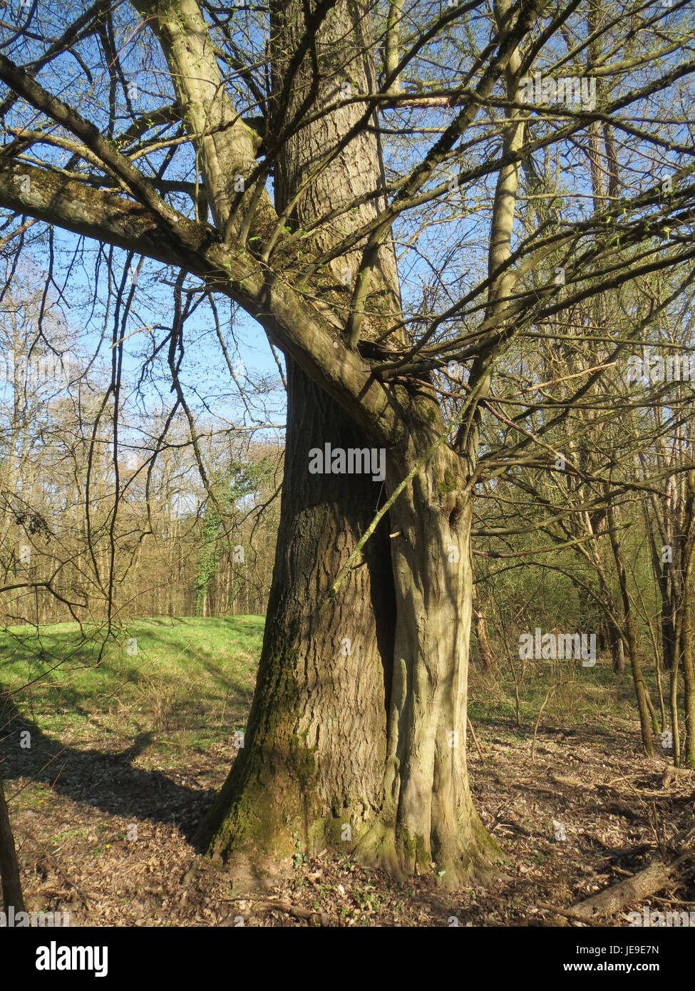 A photograph of Carpinus betulus, commonly known as European hornbeam ...