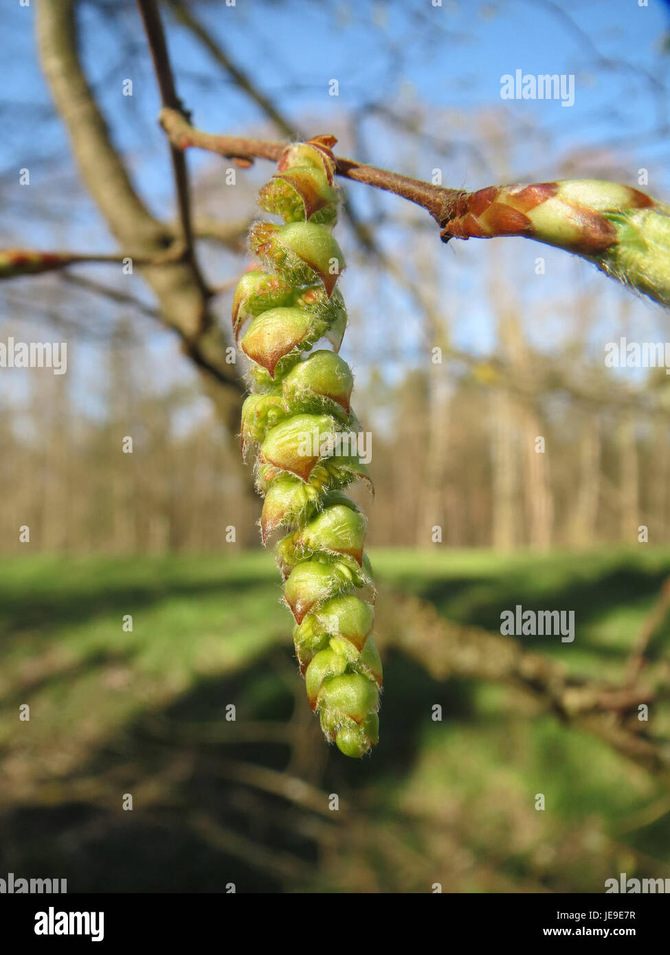 Carpinus betulus, commonly known as European hornbeam, is a deciduous ...