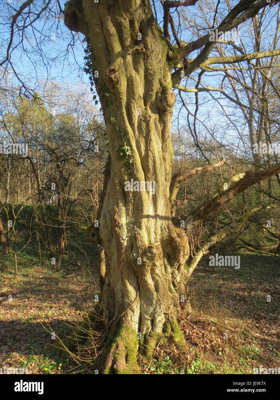 Carpinus betulus, commonly known as European hornbeam, is a deciduous ...