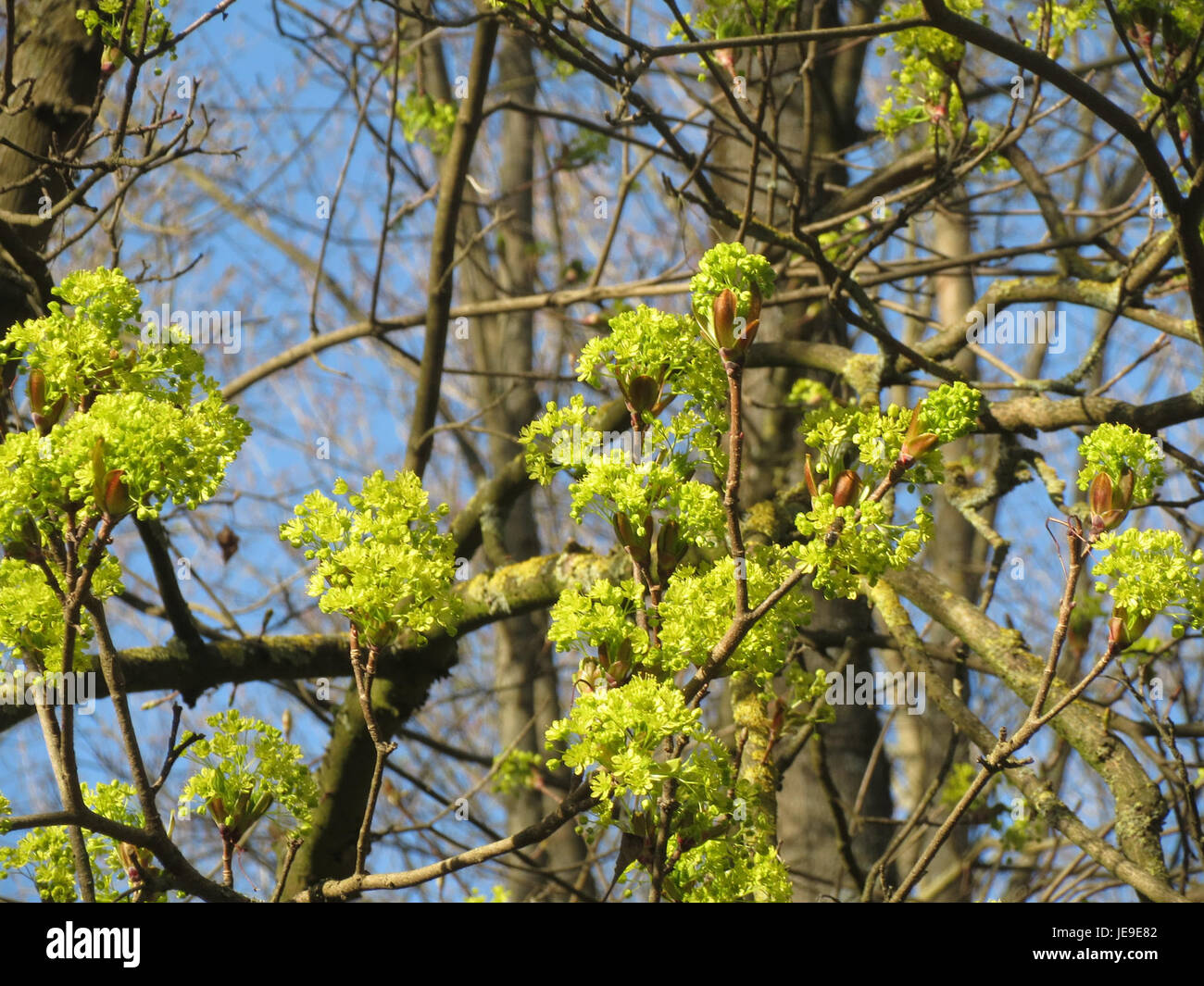 Acer platanoides, commonly known as Norway maple, is a deciduous tree ...