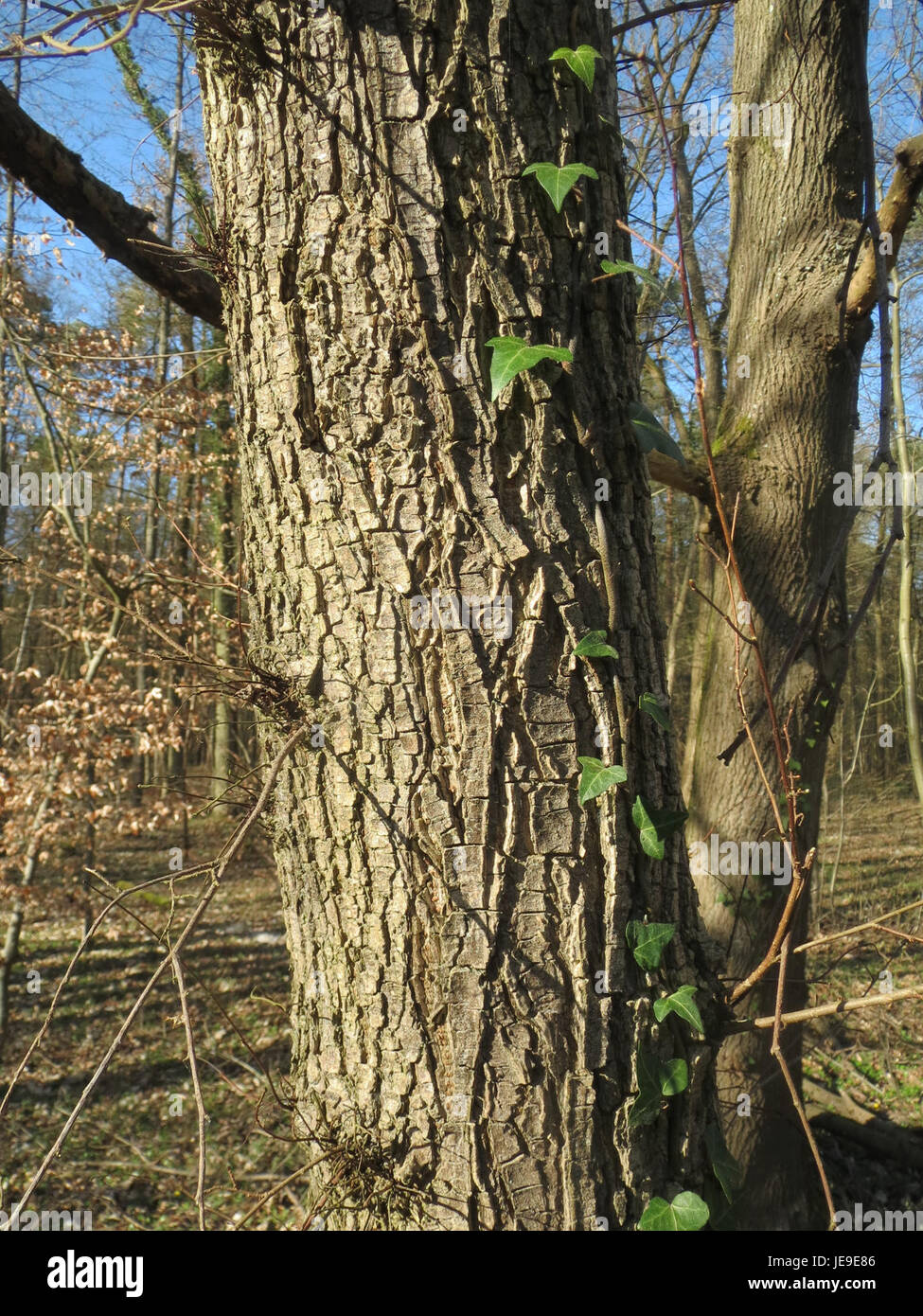 Elm in park germany hi-res stock photography and images - Alamy
