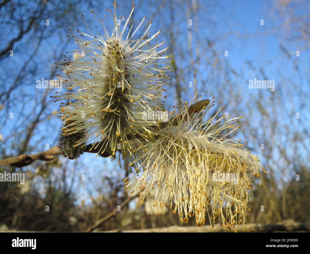 A photograph of Salix caprea, commonly known as goat willow, taken on ...