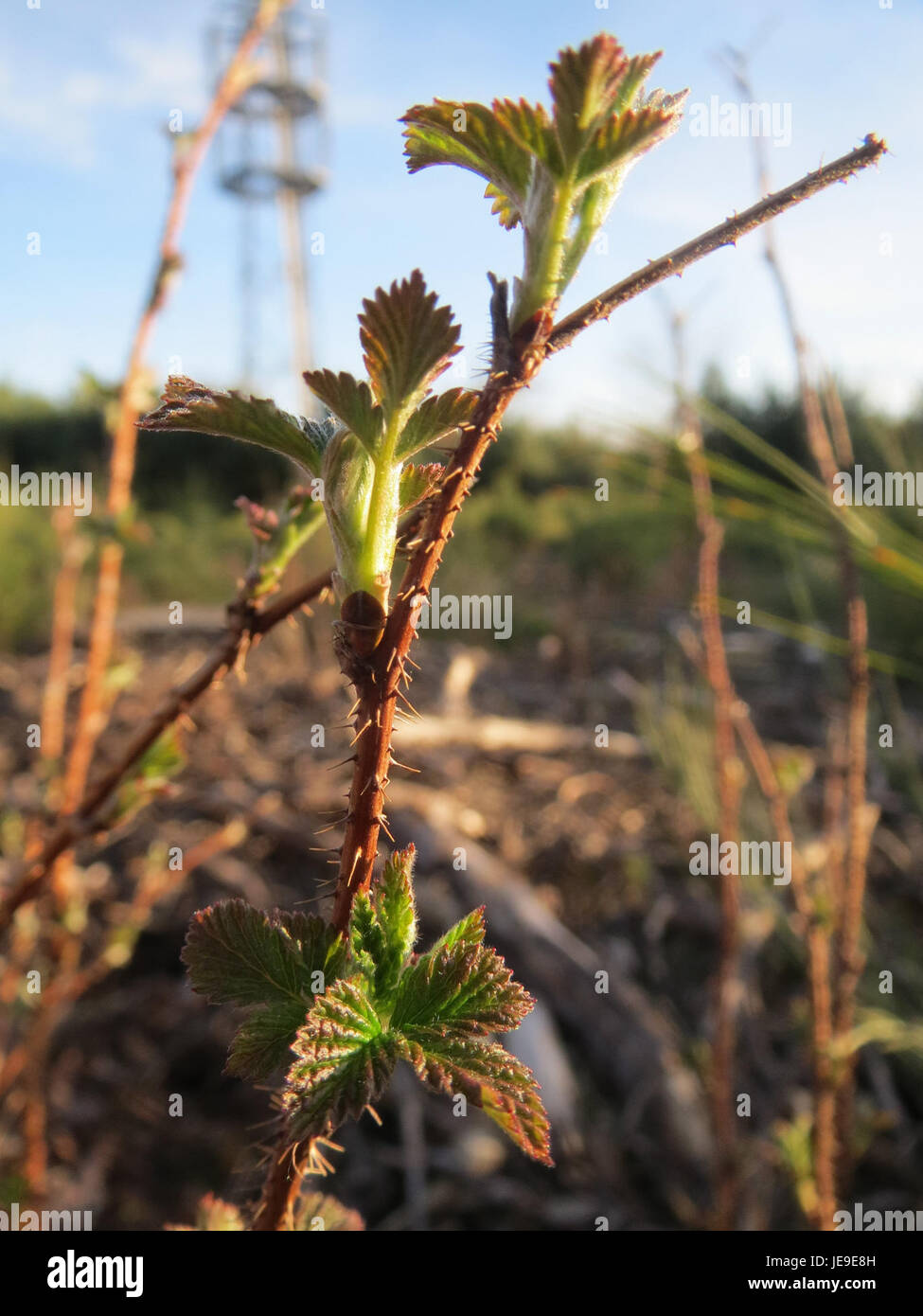 Genus rubus of the rose family hi-res stock photography and images - Alamy