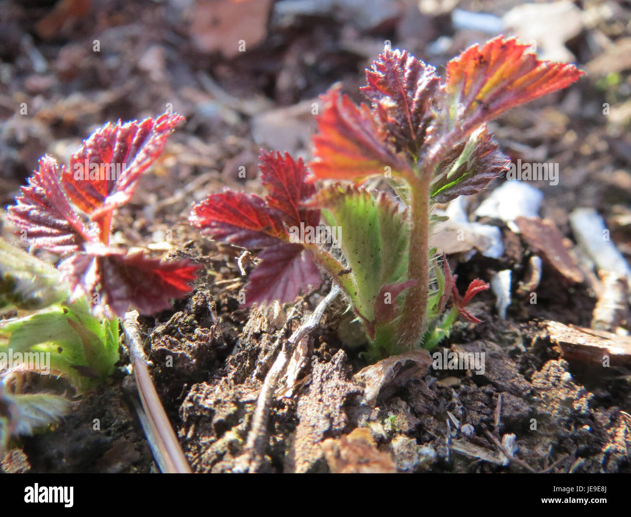 Rose pruning in march hi-res stock photography and images - Alamy