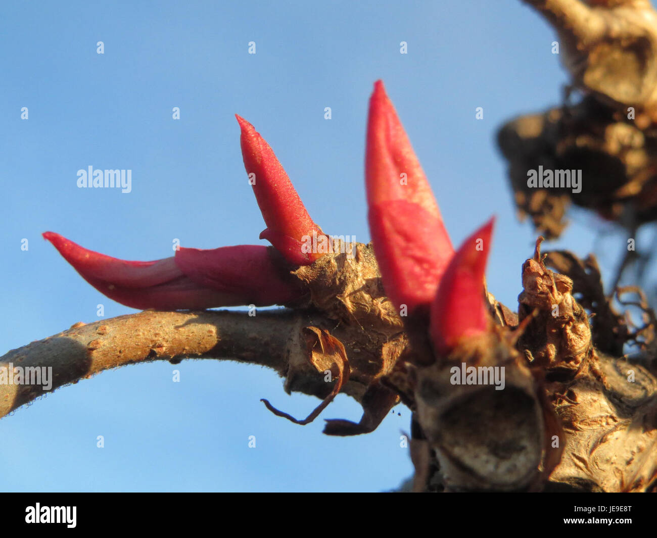 Parthenocissus quinquefolia, also known as Virginia creeper, is a ...