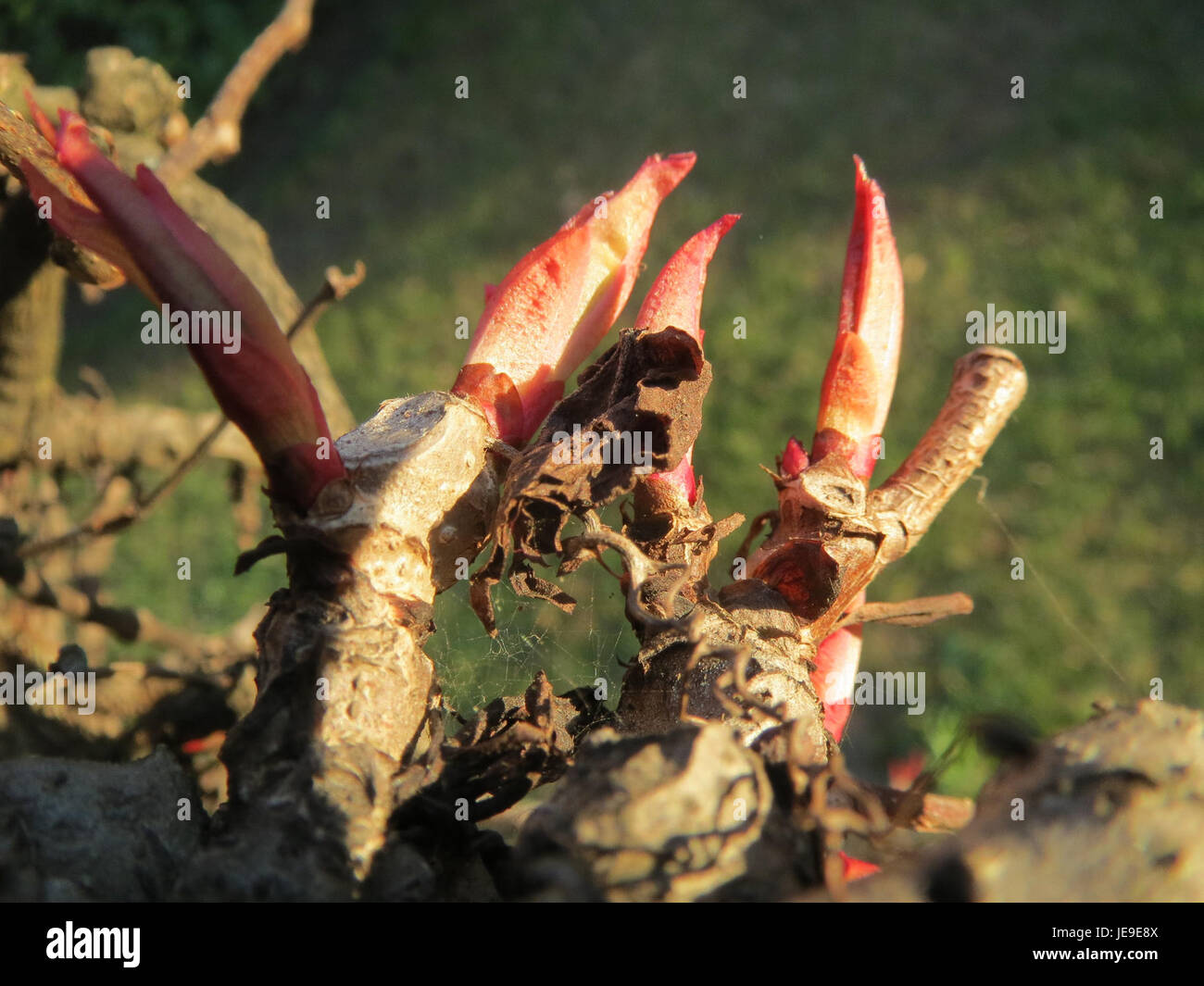 Parthenocissus quinquefolia, commonly known as Virginia creeper, is a ...