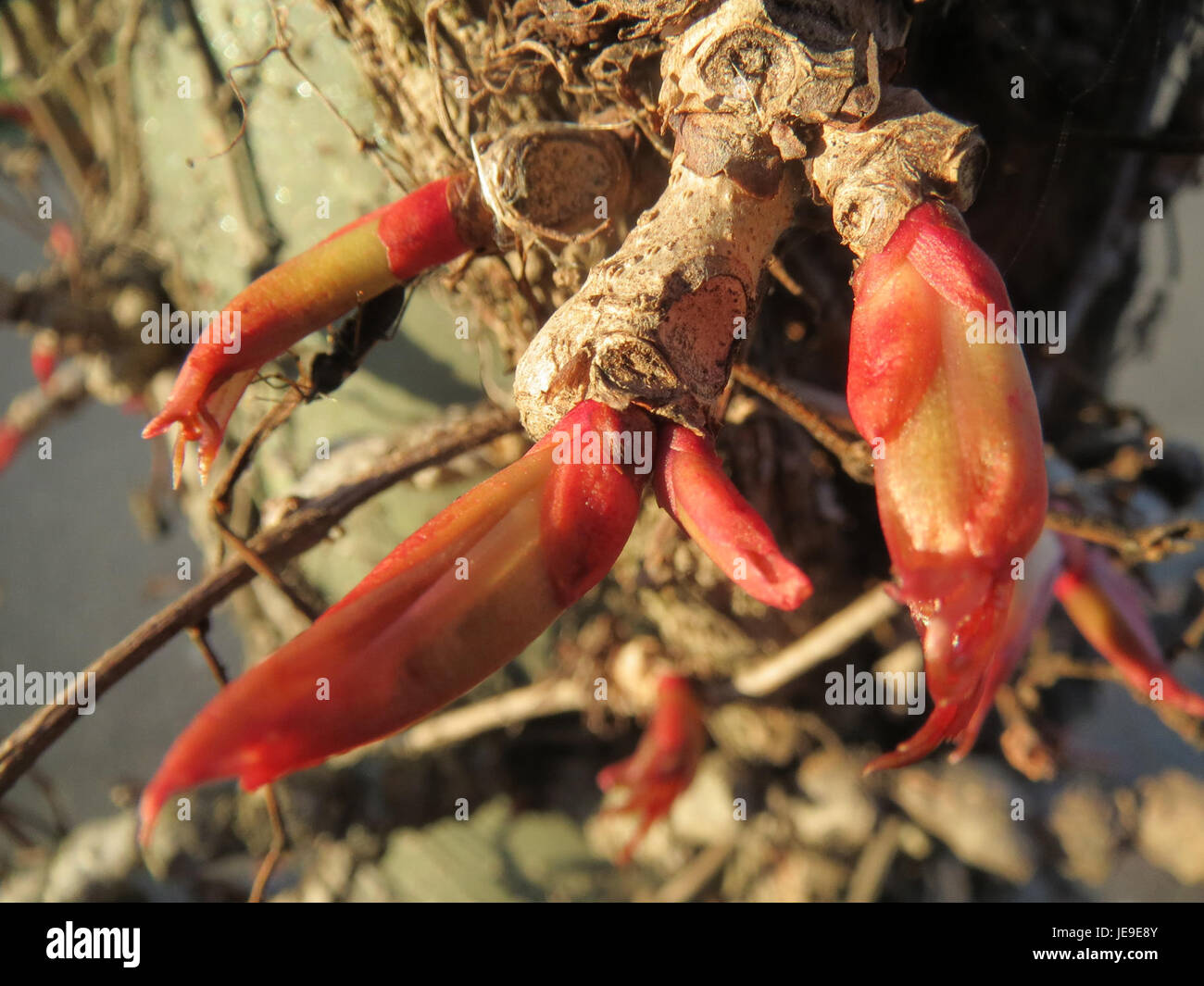 Parthenocissus quinquefolia, commonly known as Virginia creeper, is a ...