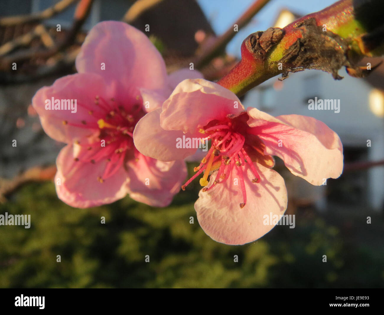 A photograph of Prunus persica, commonly known as the peach tree, taken ...