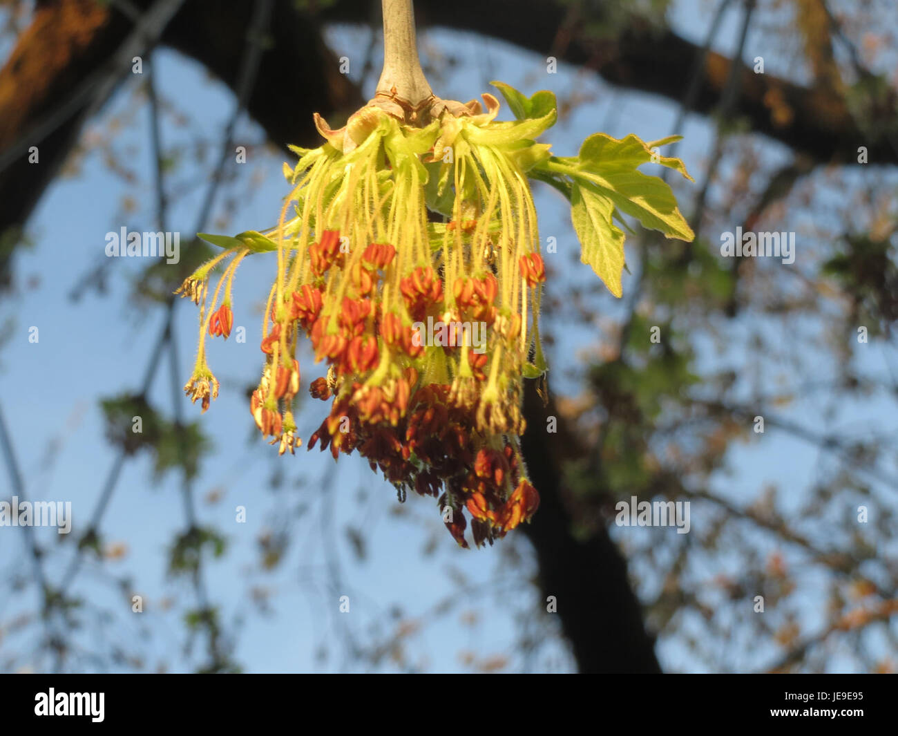 Acer negundo, known as boxelder maple, is a tree species native to ...