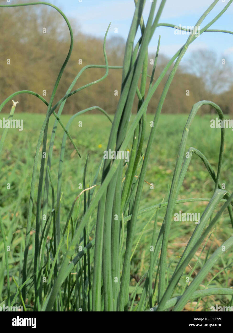 Allium schoenoprasum, commonly known as chives, is a perennial herb in ...