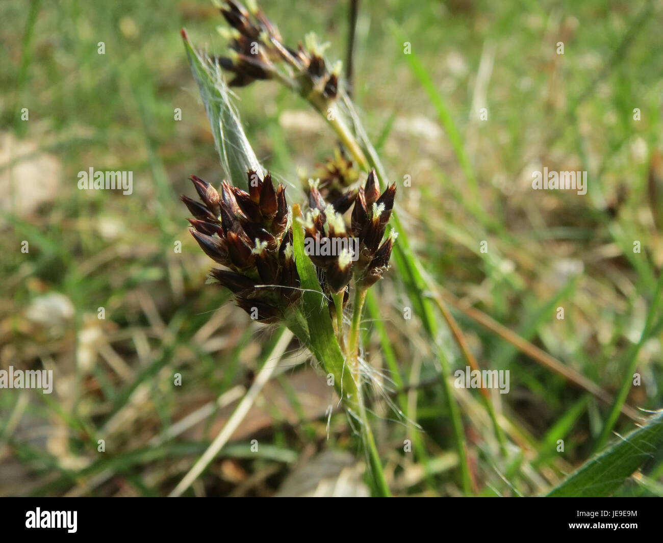This image depicts Luzula campestris, commonly known as field woodrush ...