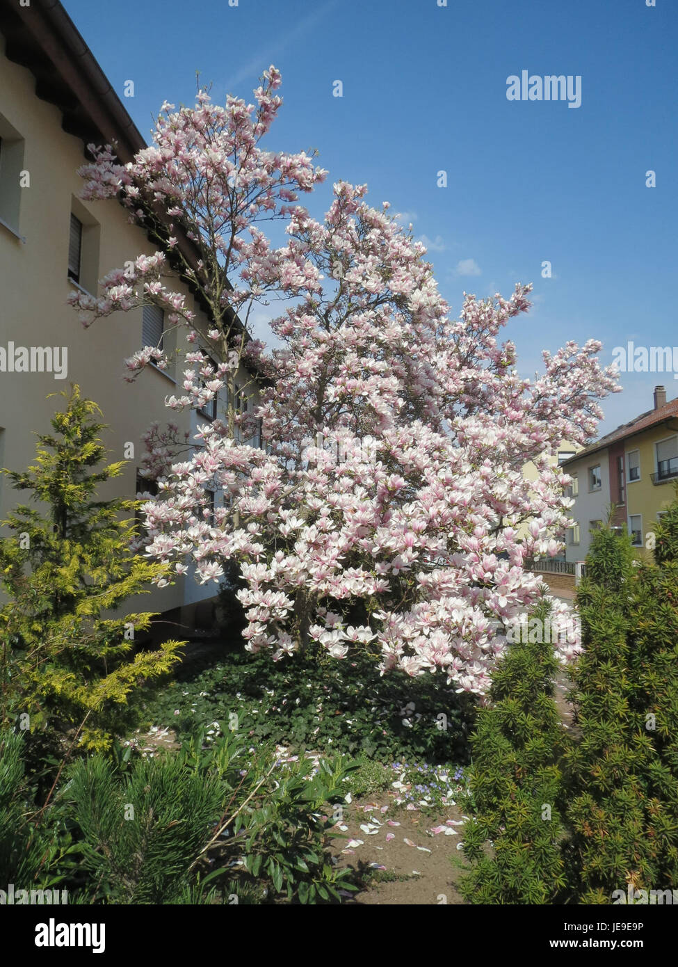 Magnolia trees are known for their large, fragrant flowers that bloom ...