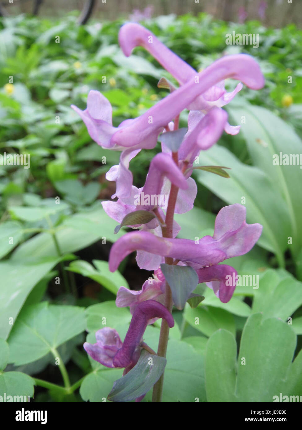 Corydalis cava, also known as hollowroot, is a perennial plant native ...