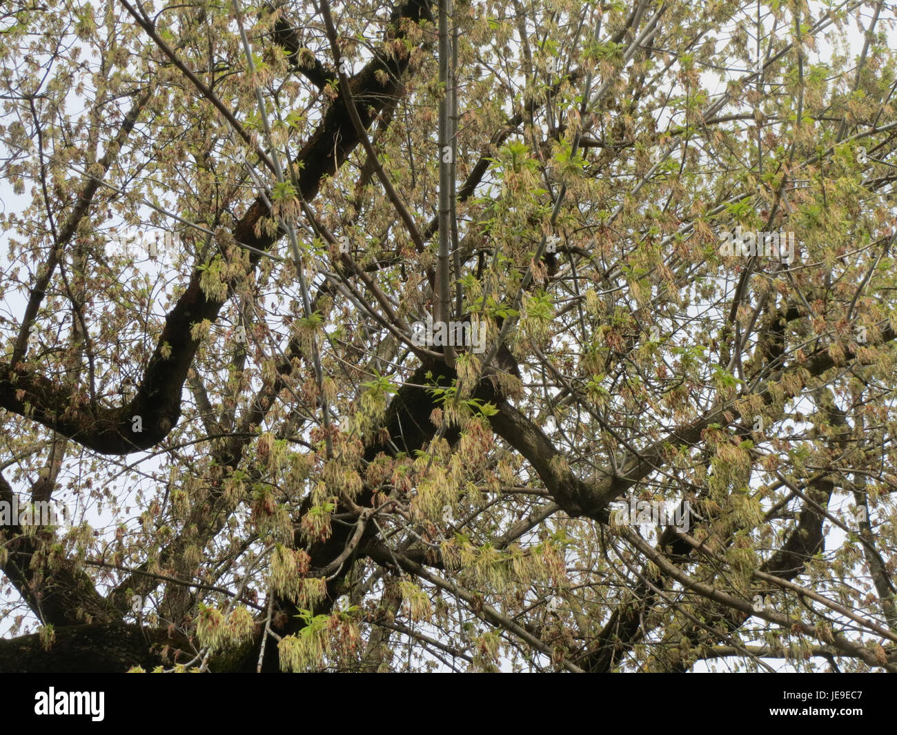Acer negundo, commonly known as boxelder, is a species of maple tree ...