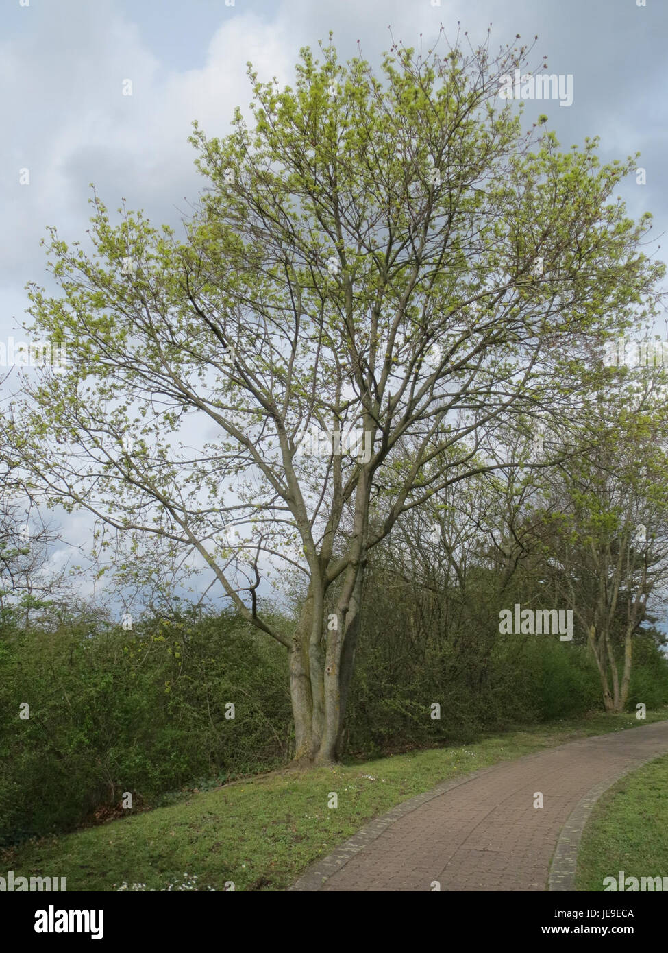 Acer platanoides, commonly known as Norway maple, is a large deciduous ...