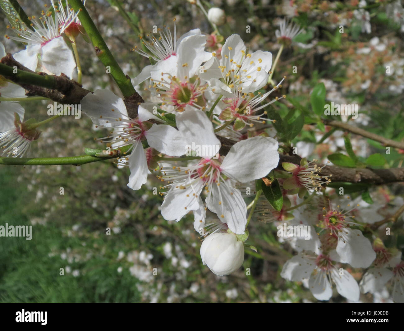 Prunus cerasifera, commonly known as the cherry plum tree, in full ...
