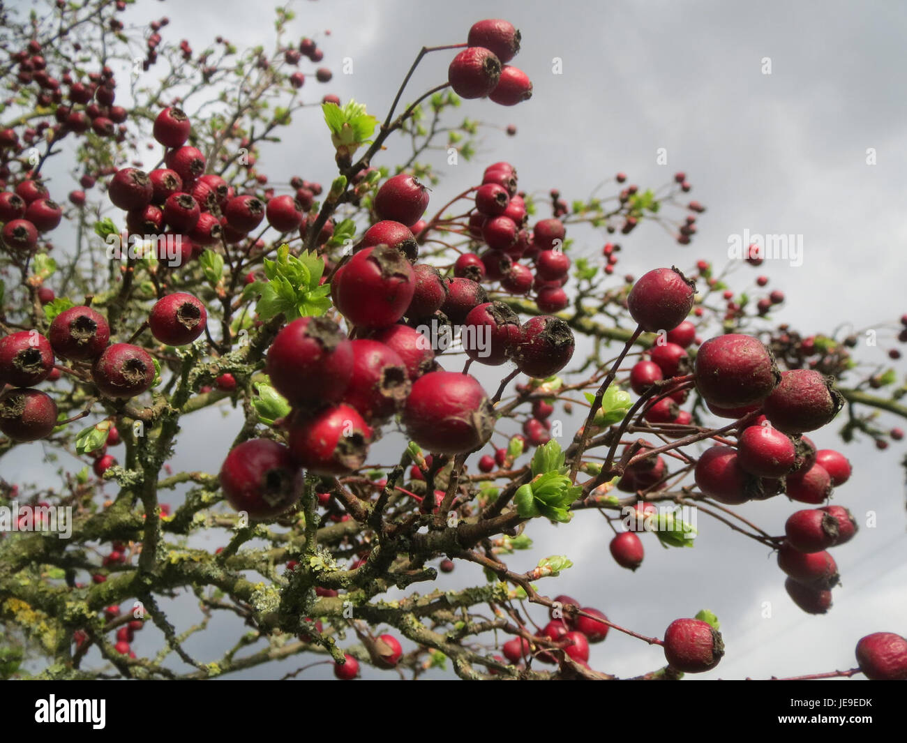 A photograph of Crataegus monogyna, commonly known as hawthorn ...