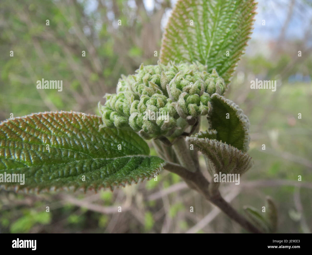 Photograph of Viburnum lantana, commonly known as wayfaring tree, taken ...