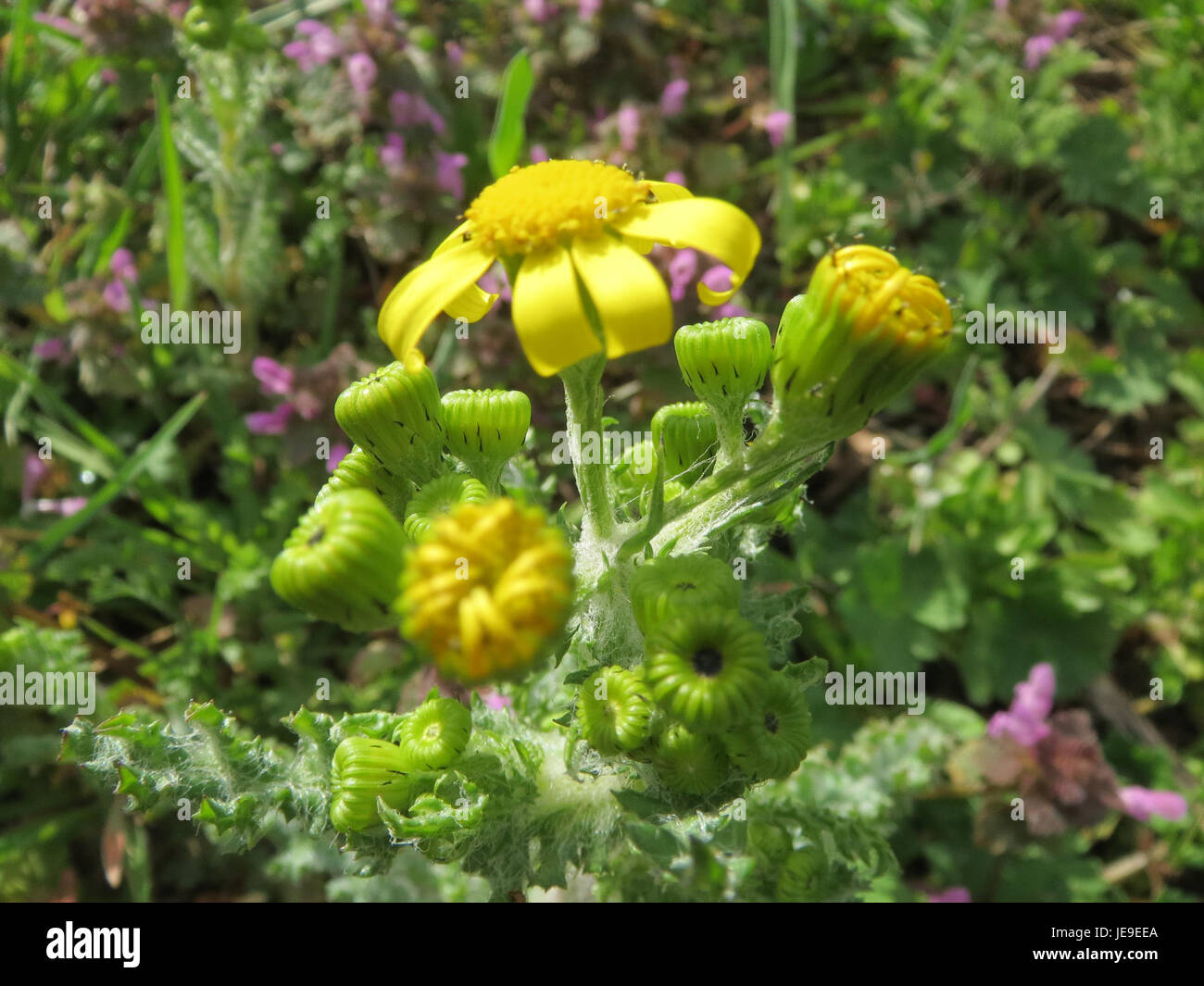 Senecio vernalis, commonly known as spring senecio, is a perennial ...