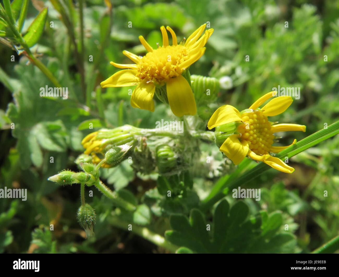 Yellow flowers senecio vernalis hi-res stock photography and images - Alamy
