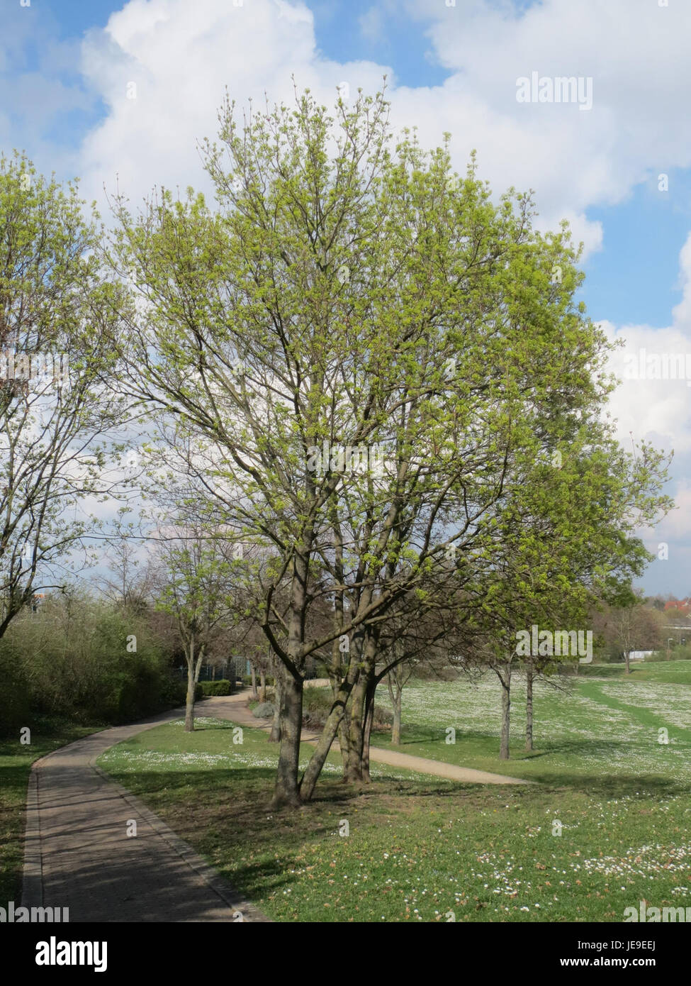 Acer platanoides, commonly known as Norway maple, is a deciduous tree ...