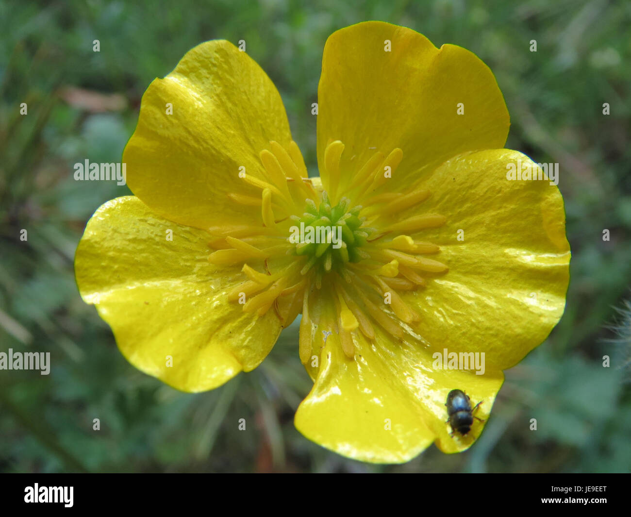 Ranunculus acris, commonly known as meadow buttercup, is a wildflower ...