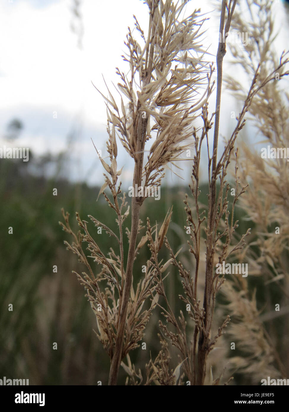 Slender grass features hi-res stock photography and images - Alamy